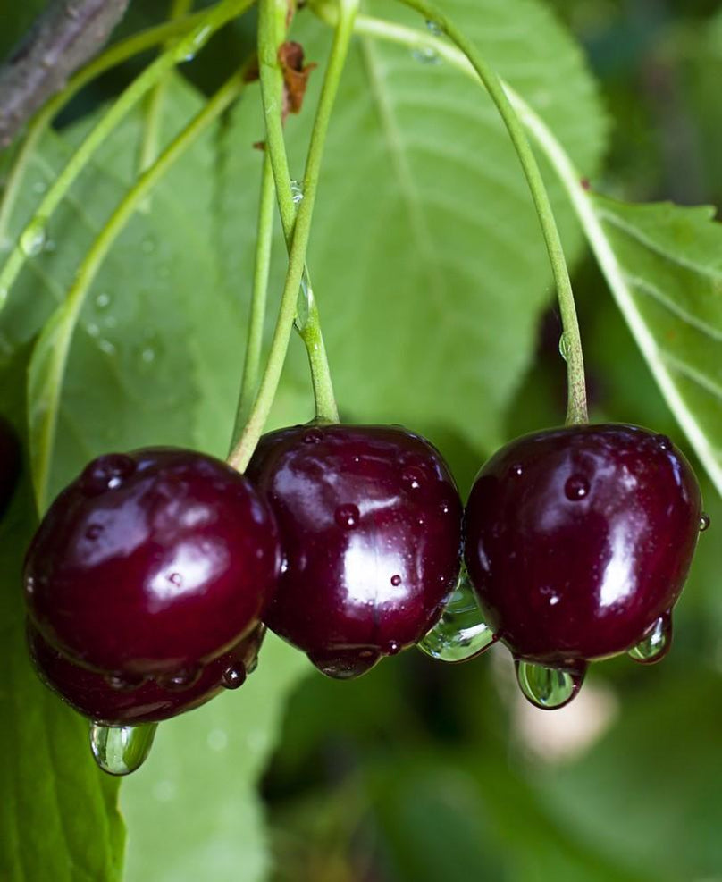 Black Gold Cherry – Dwarf Rootstock – Zuba Plants