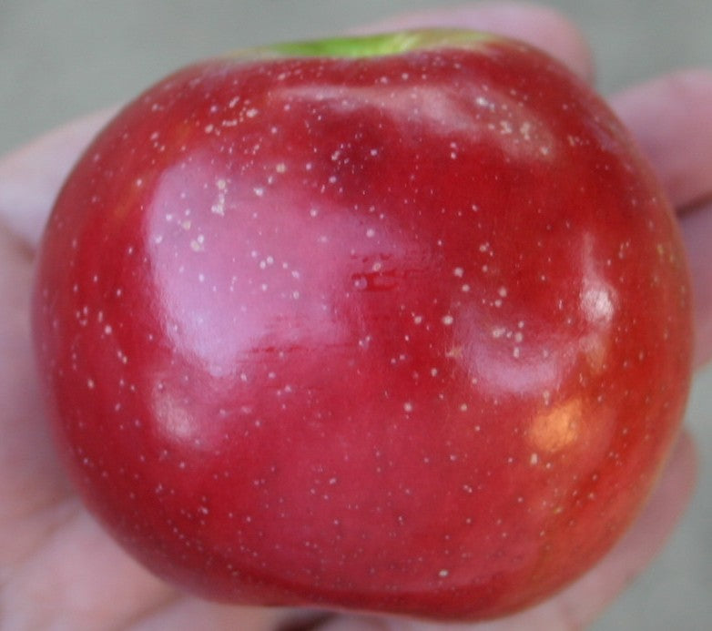 Enterprise Apple Tree – Semi-Dwarf Rootstock – Zuba Plants