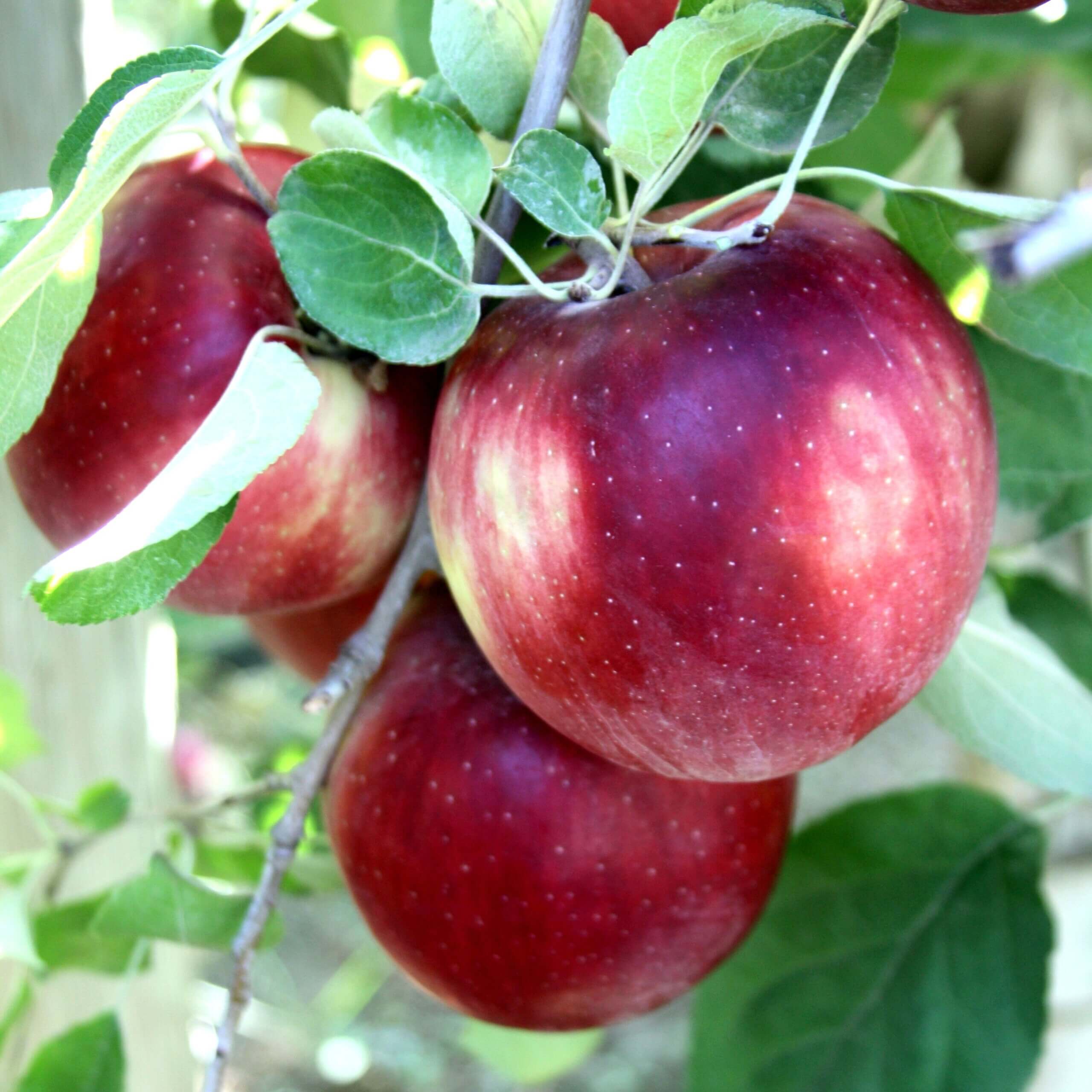 Freedom Apple Tree – Semi-Dwarf Rootstock – Zuba Plants