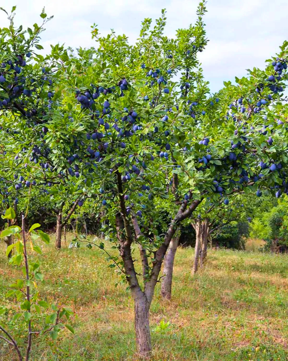 Italian Plum Tree – Dwarf Rootstock – Zuba Plants