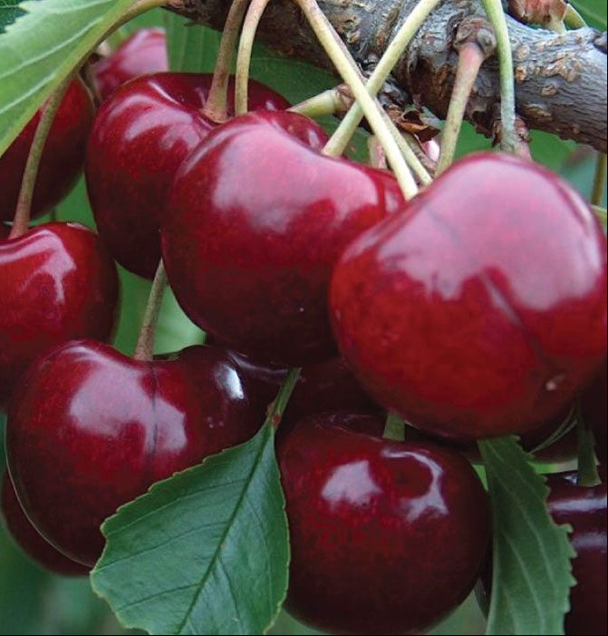 Lapin Cherry Tree – Dwarf Rootstock – Zuba Plants