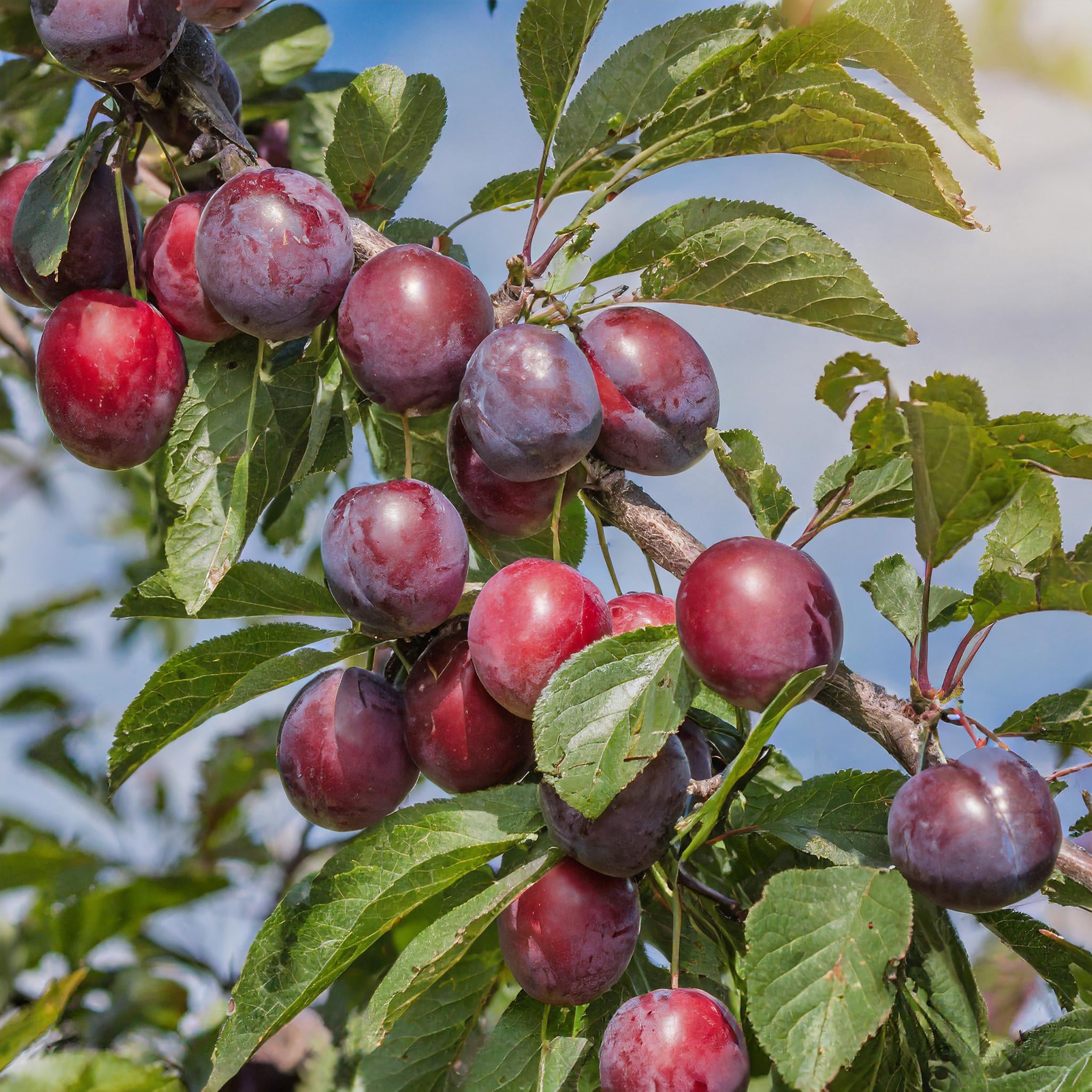 Nadia Cherry Plum Hybrid Tree – Semi-Dwarf Rootstock – Zuba Plants