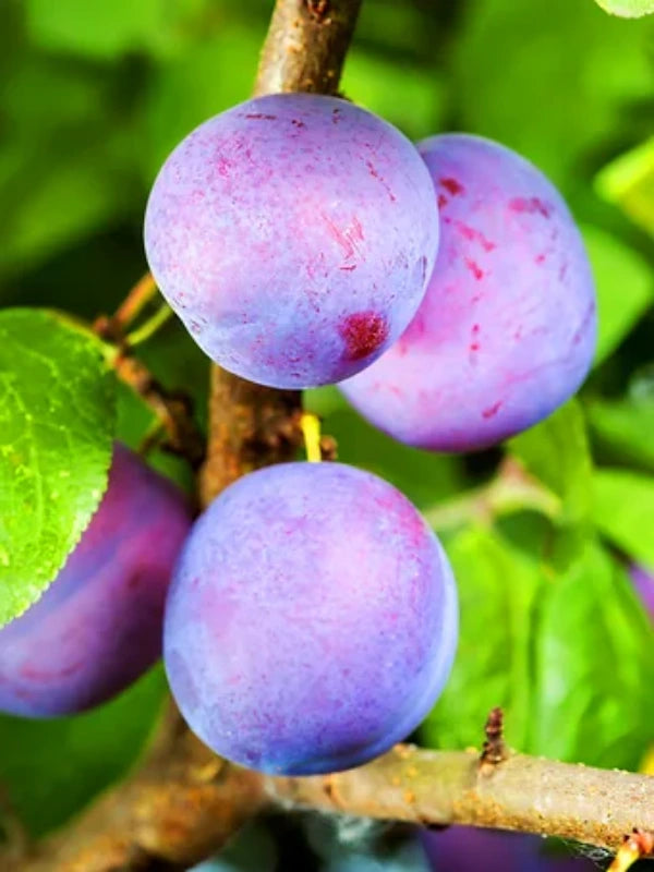 Plumcot – Dwarf Rootstock – Zuba Plants