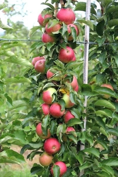 Scarlet Sentinel Columnar Apple – Zuba Plants