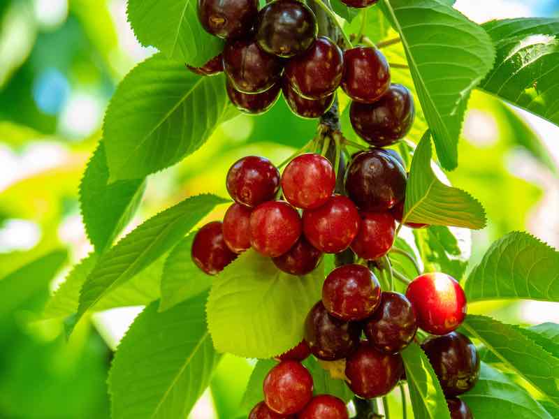 Sweetheart Cherry – Semi-Dwarf Rootstock – Zuba Plants