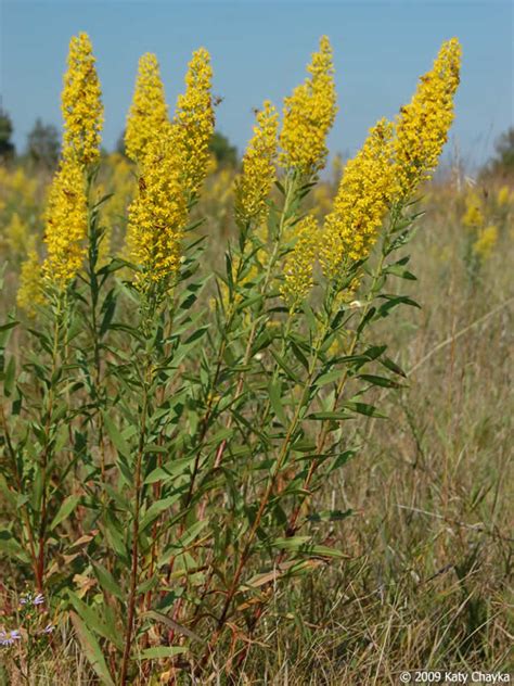 Showy Goldenrod Plant - Solidago speciosa - 2" Plug – Zuba Plants